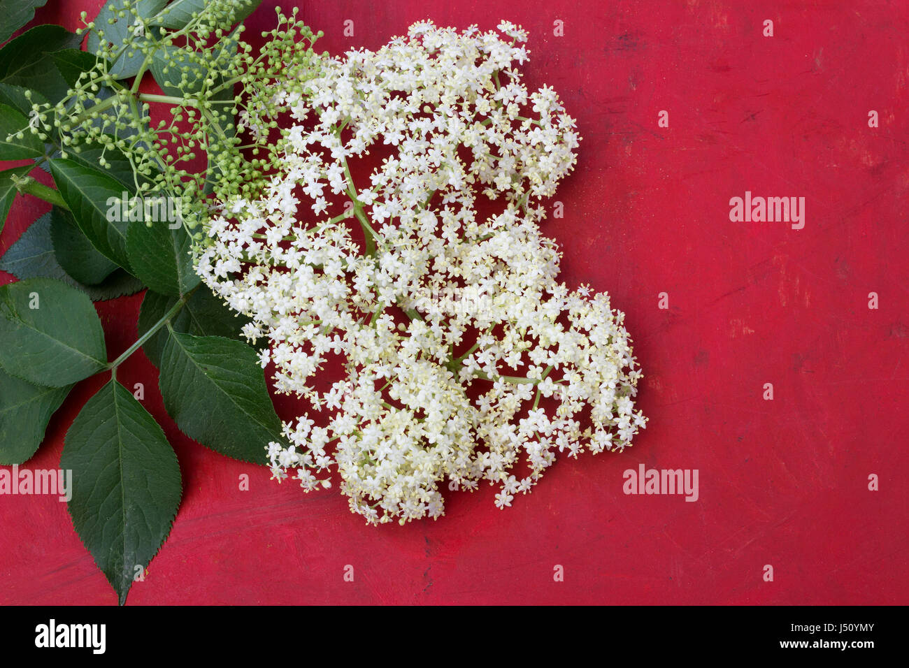 Elder flower blossoms on a red background Stock Photo - Alamy