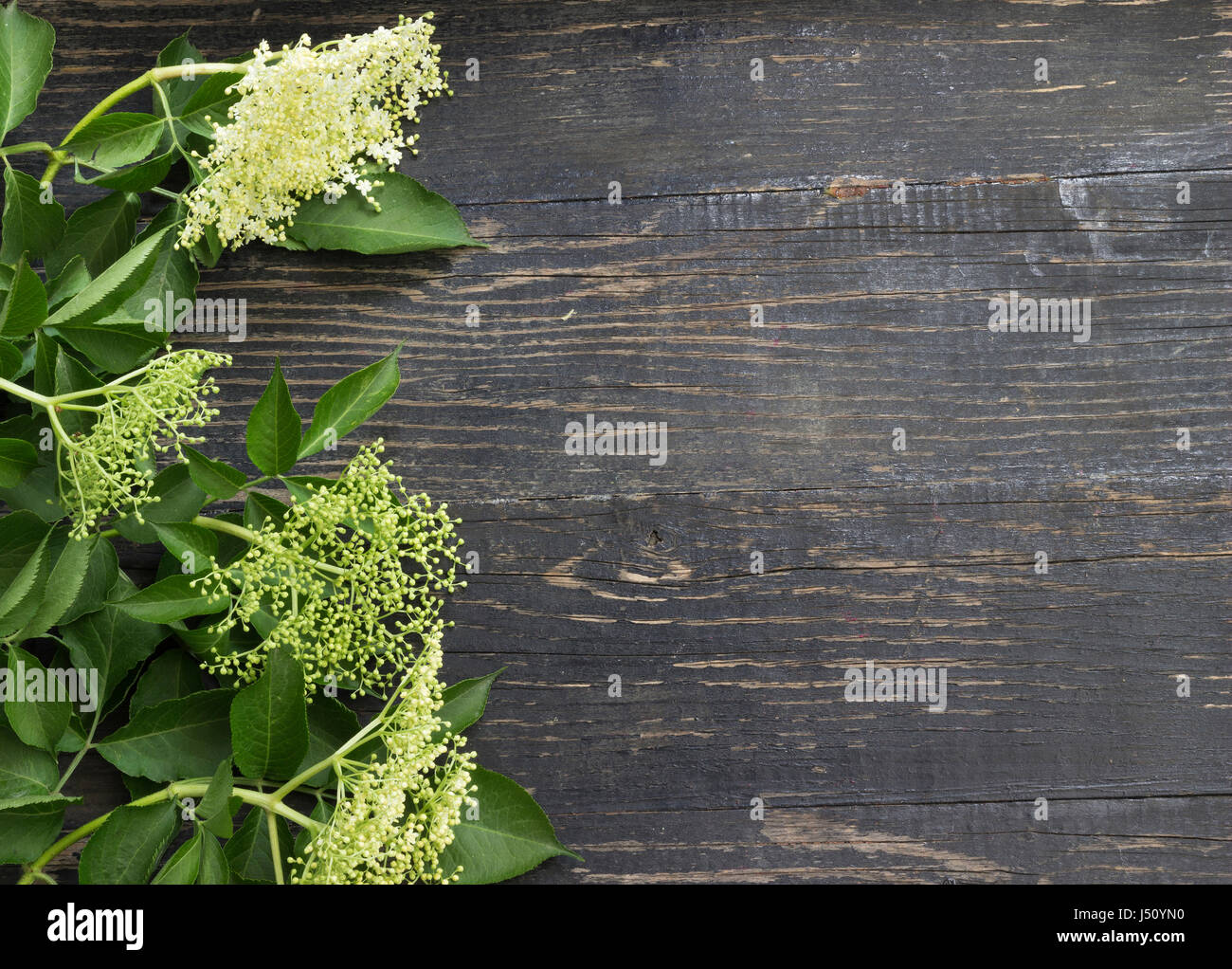 Elder tree branch hi-res stock photography and images - Alamy