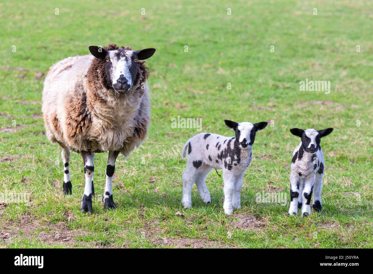 Mother sheep with two newborn lambs in spring meadow Stock Photo - Alamy