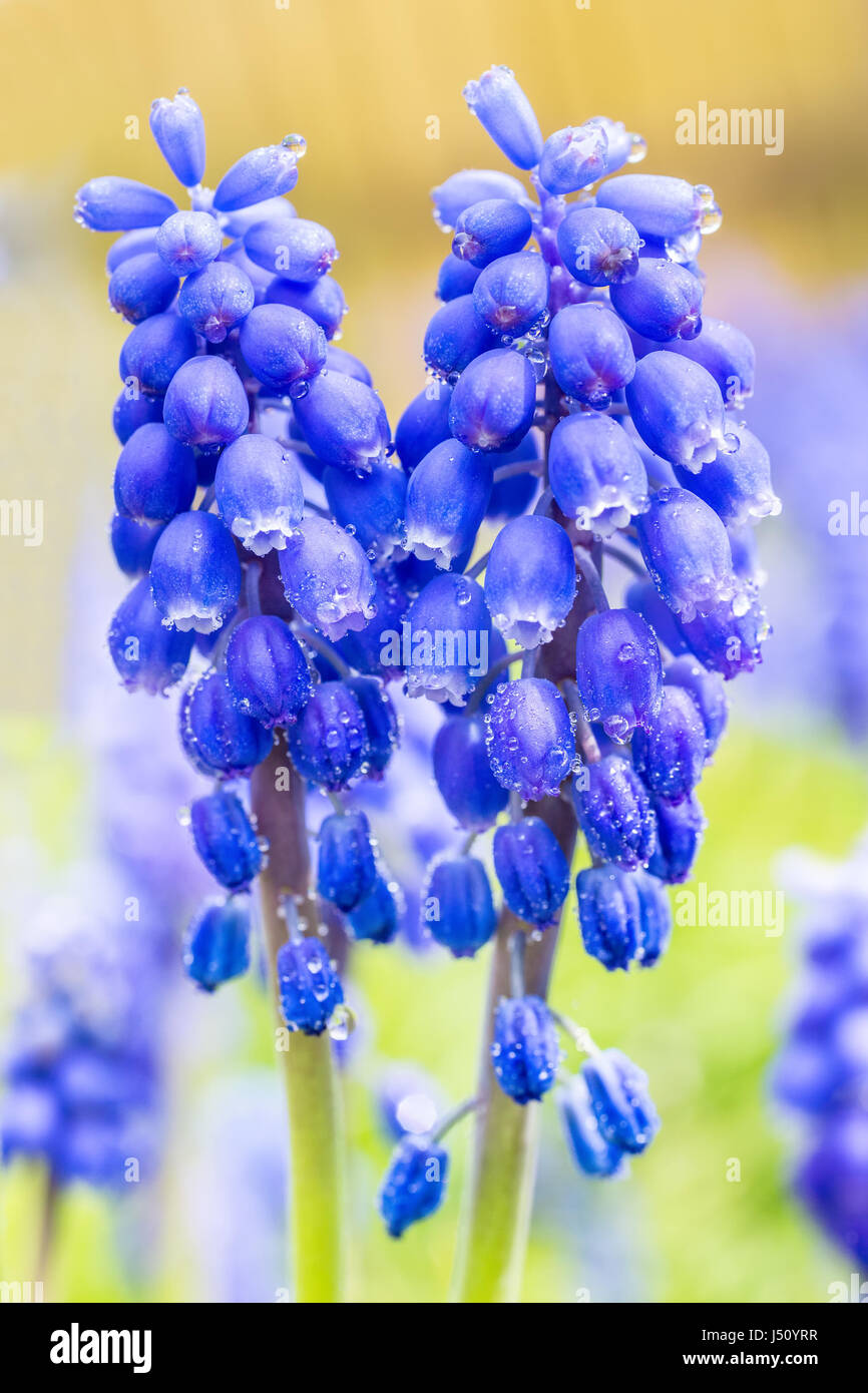 Two blue grape hyacinths with water drops in springtime Stock Photo - Alamy