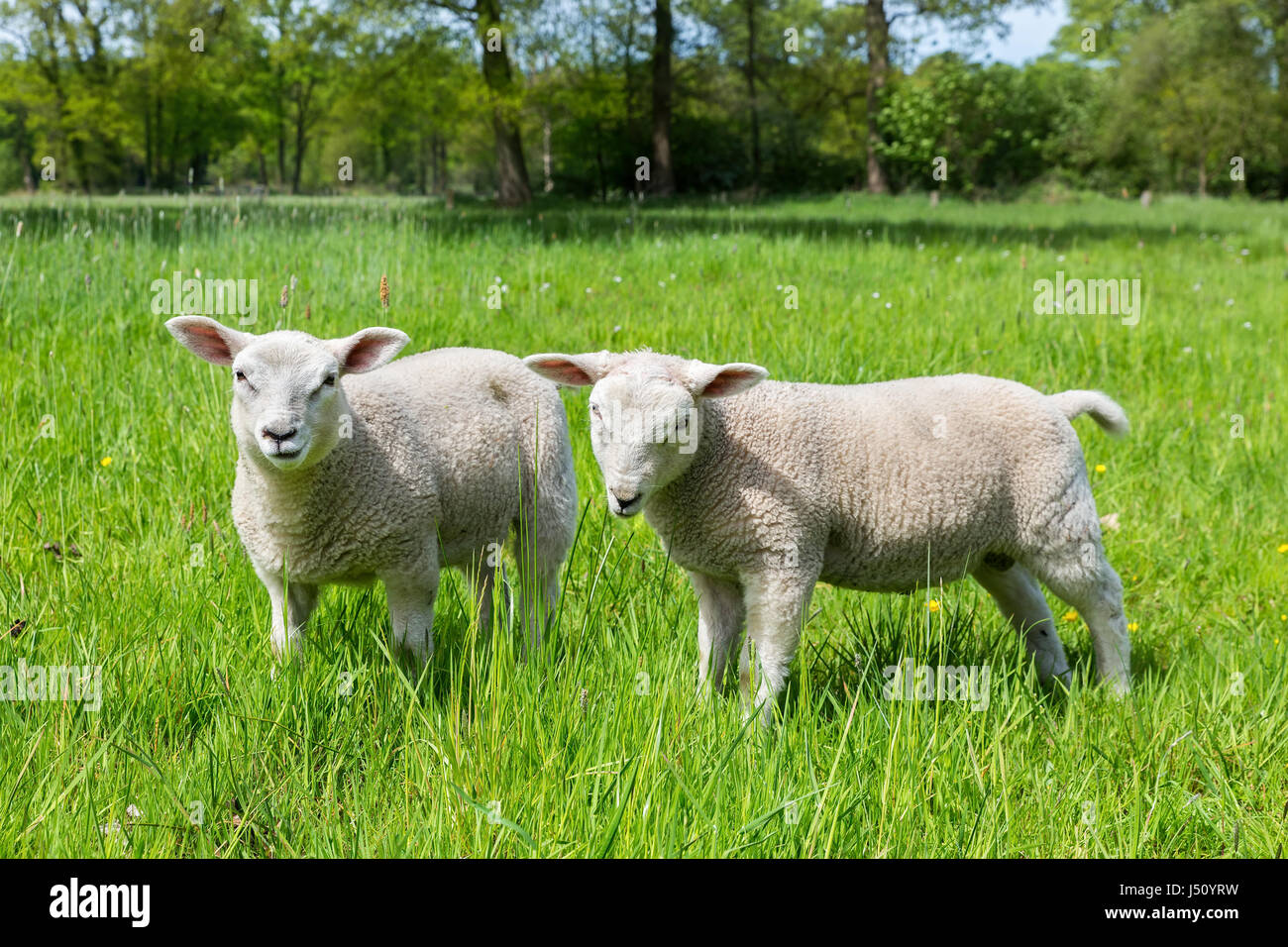 Rural sheep spring hi-res stock photography and images - Alamy
