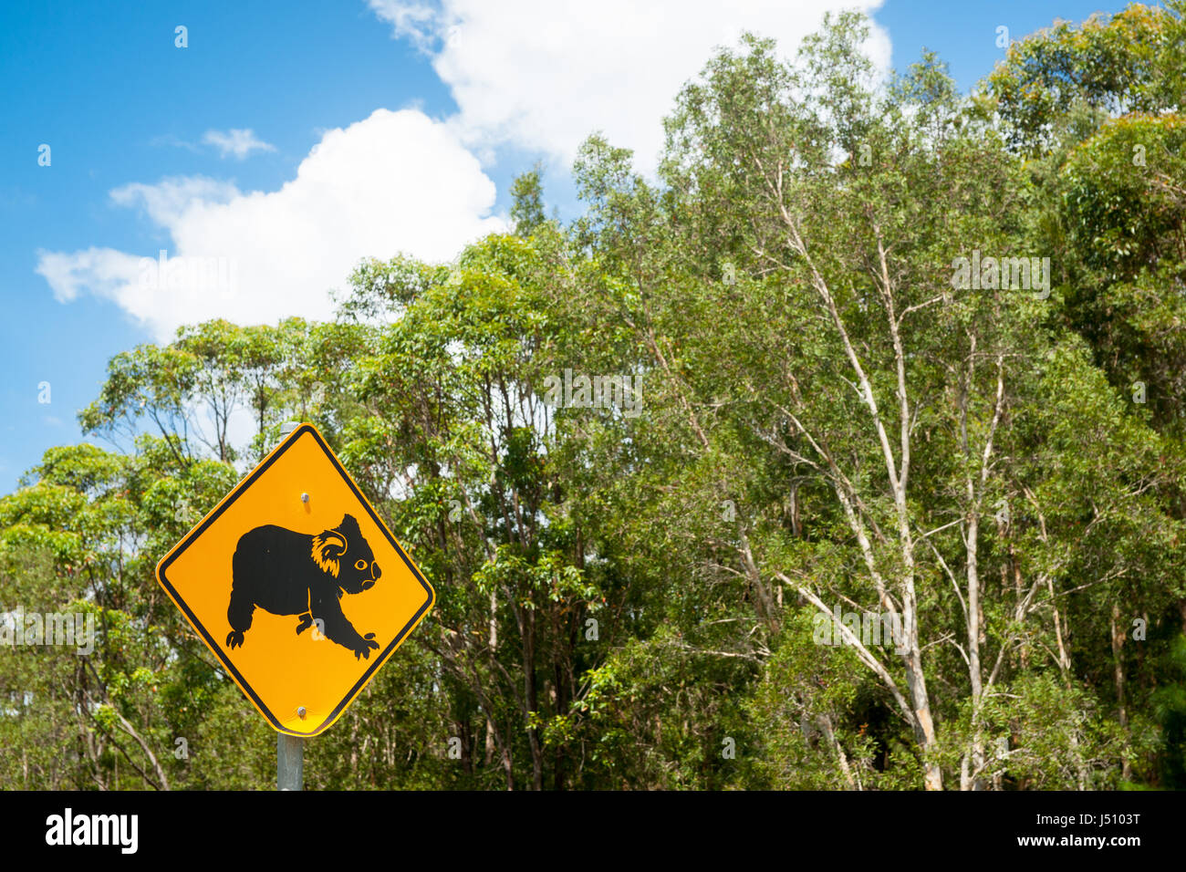 Koala bear warning sign black on yellow near country road in Australia ...