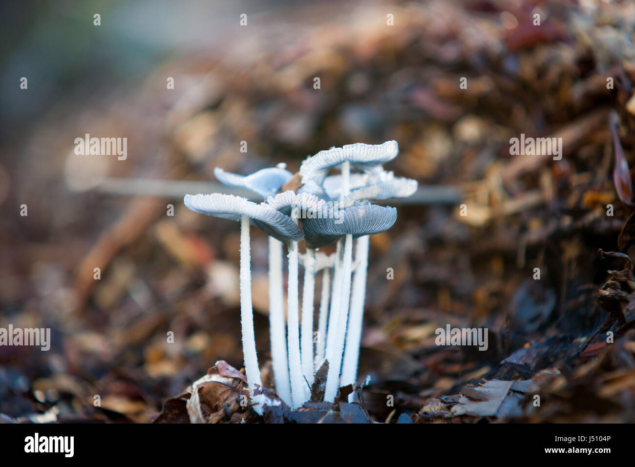 Clump of delicate wild blue small mushrooms growing in mulch and leaf ...