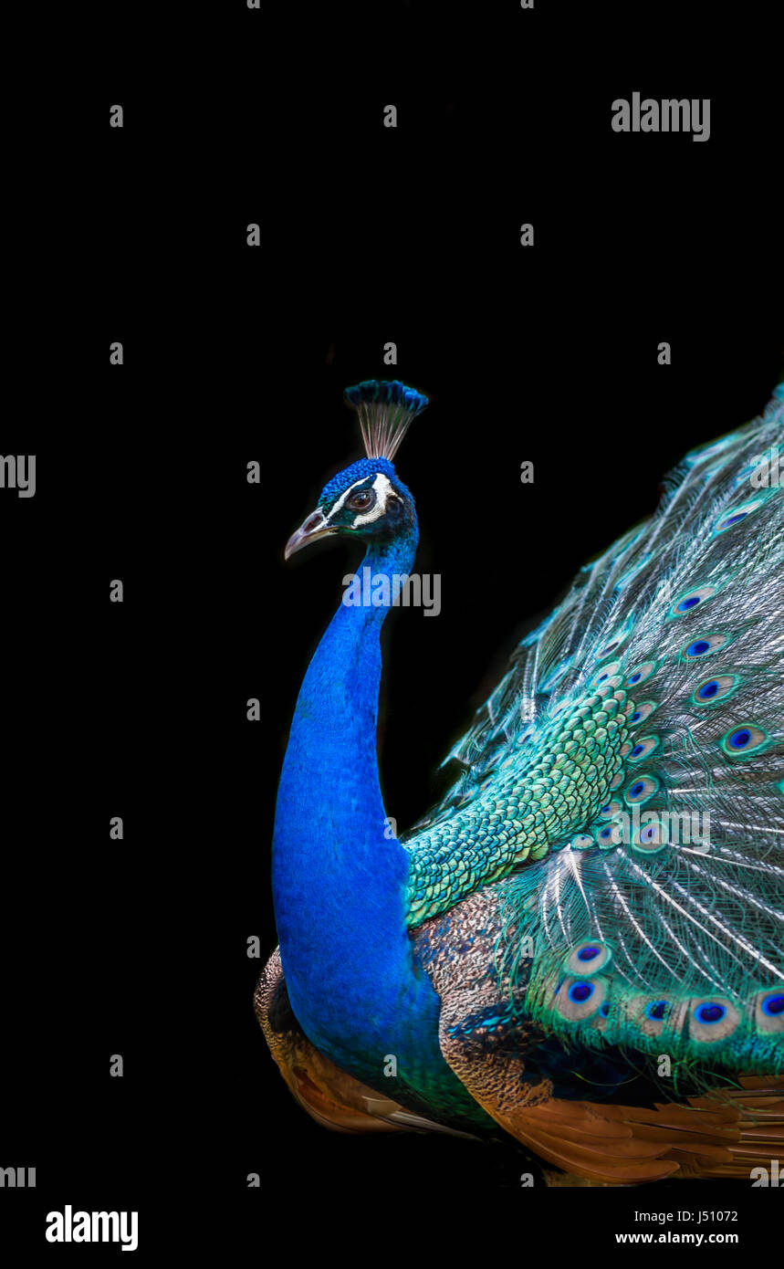 Proud as a peacock hi-res stock photography and images - Alamy