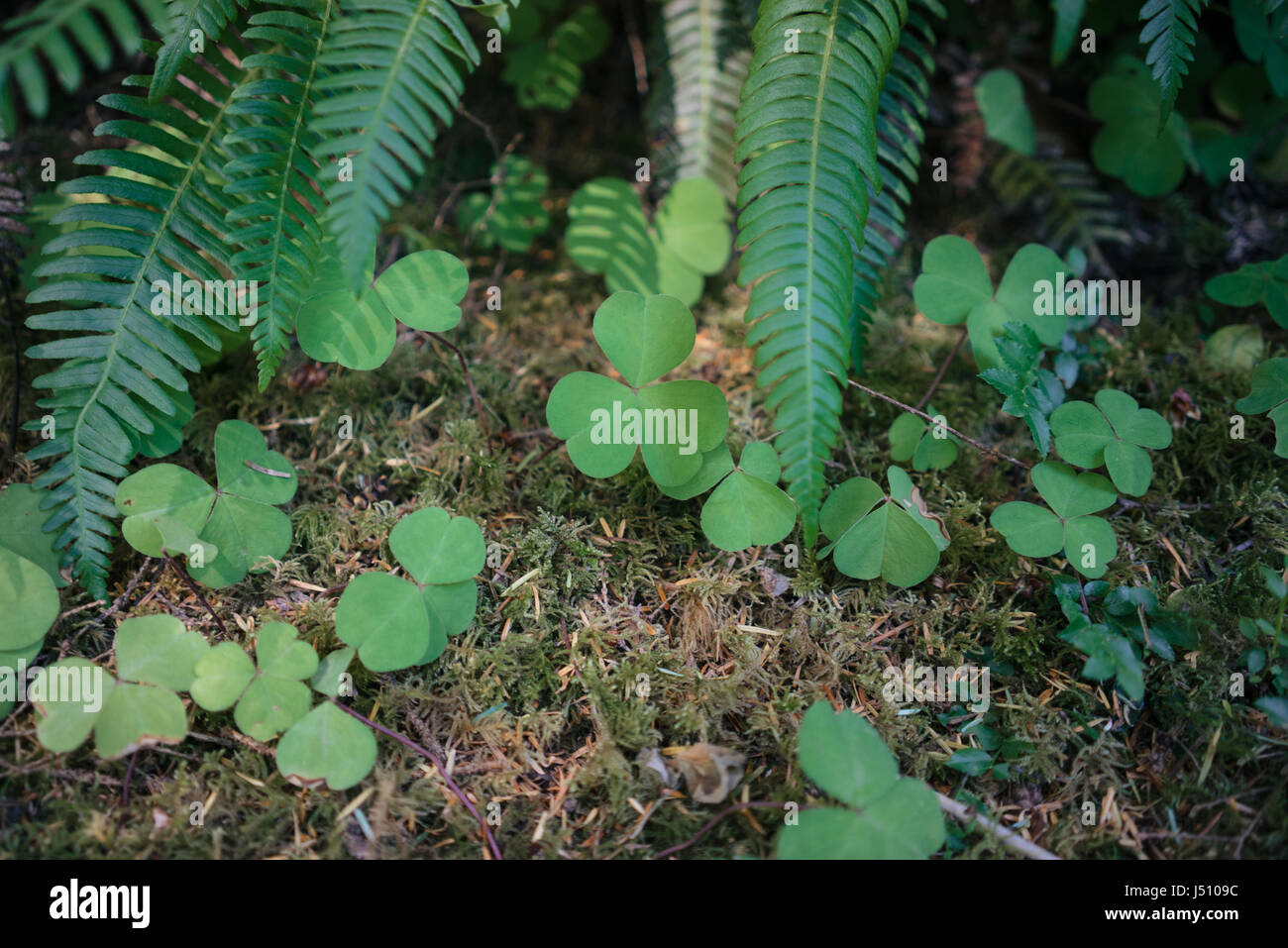 Clovers, fern and moss in the forest Stock Photo - Alamy
