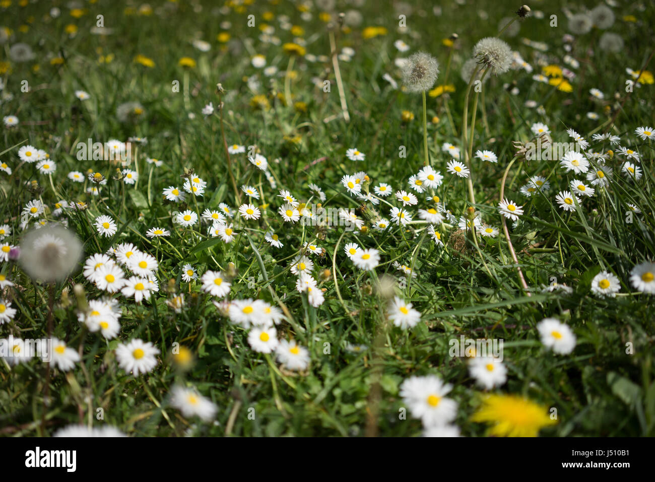 Field of daisies Stock Photo - Alamy