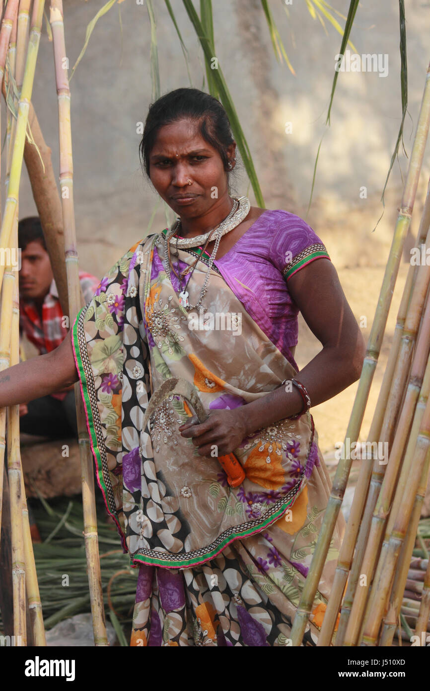 Woman cutting sugarcane. Kawant Festival, Gujarat, India Stock Photo ...