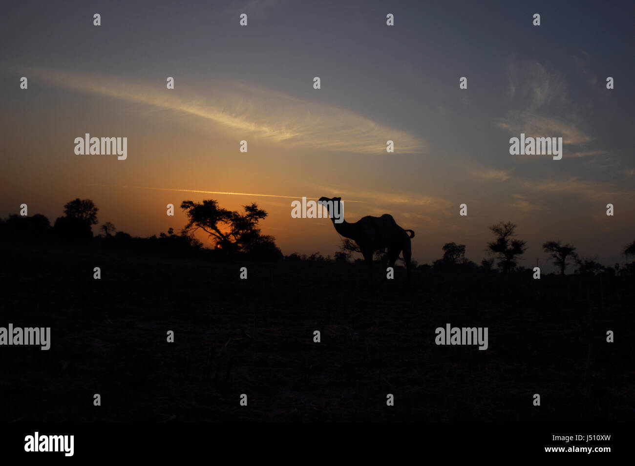 Silhouette of camel in sunrise. Gujarat, India Stock Photo - Alamy