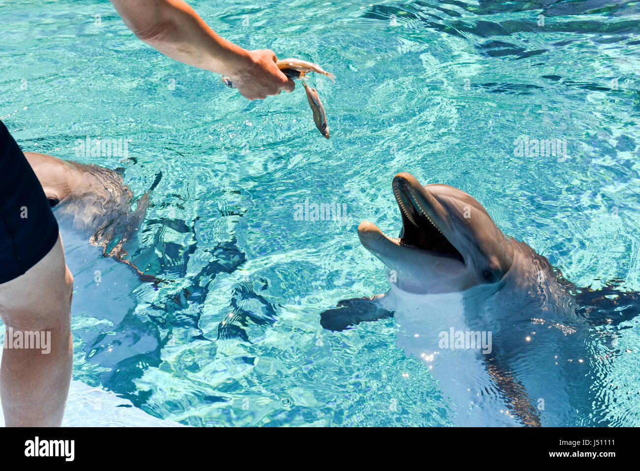 Trainer feeding dolphins hi-res stock photography and images - Alamy