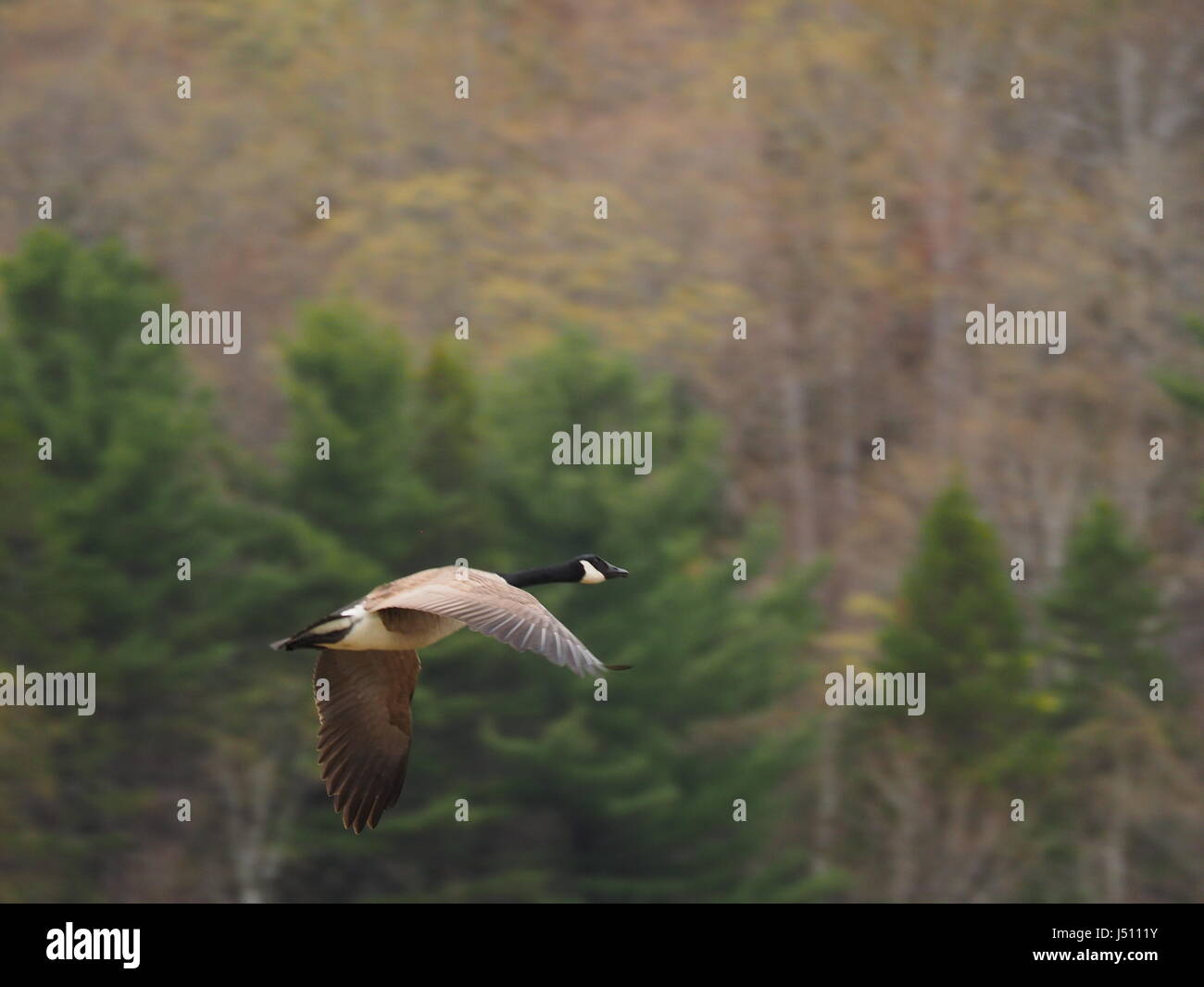 Quebec,Canada. Canada goose in flight Stock Photo - Alamy