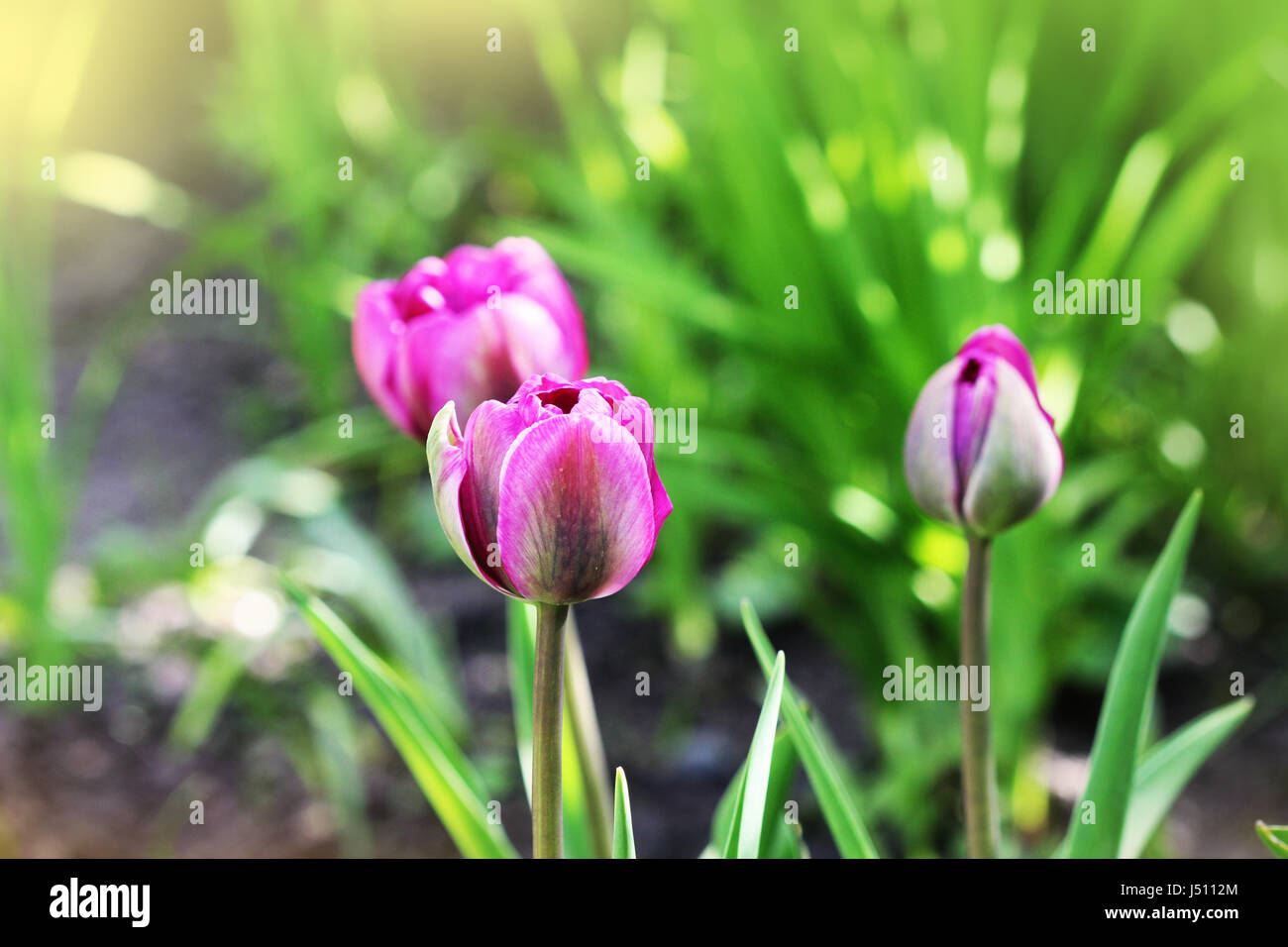 Spring background with tulip growing in garden Stock Photo - Alamy