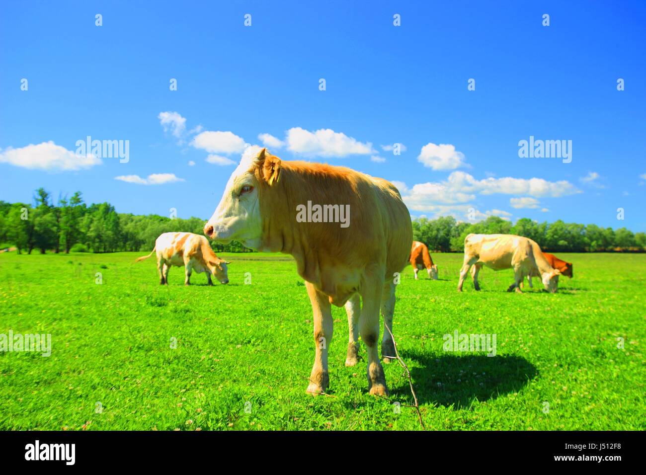 Cows in field Stock Photo - Alamy