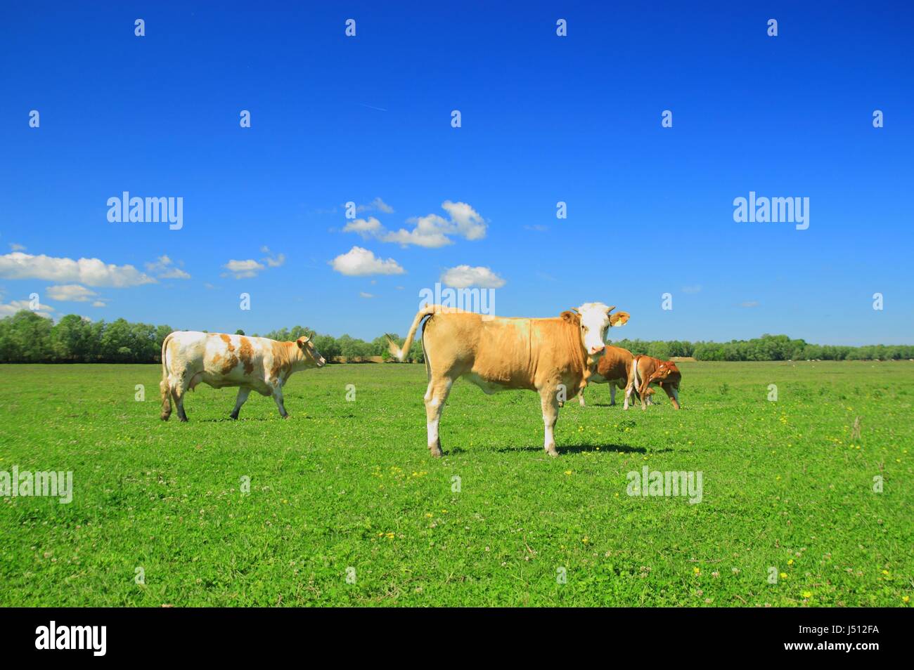 Cows in field Stock Photo - Alamy