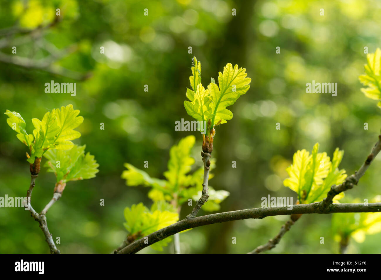 closeup to spring oak leaves Stock Photo - Alamy