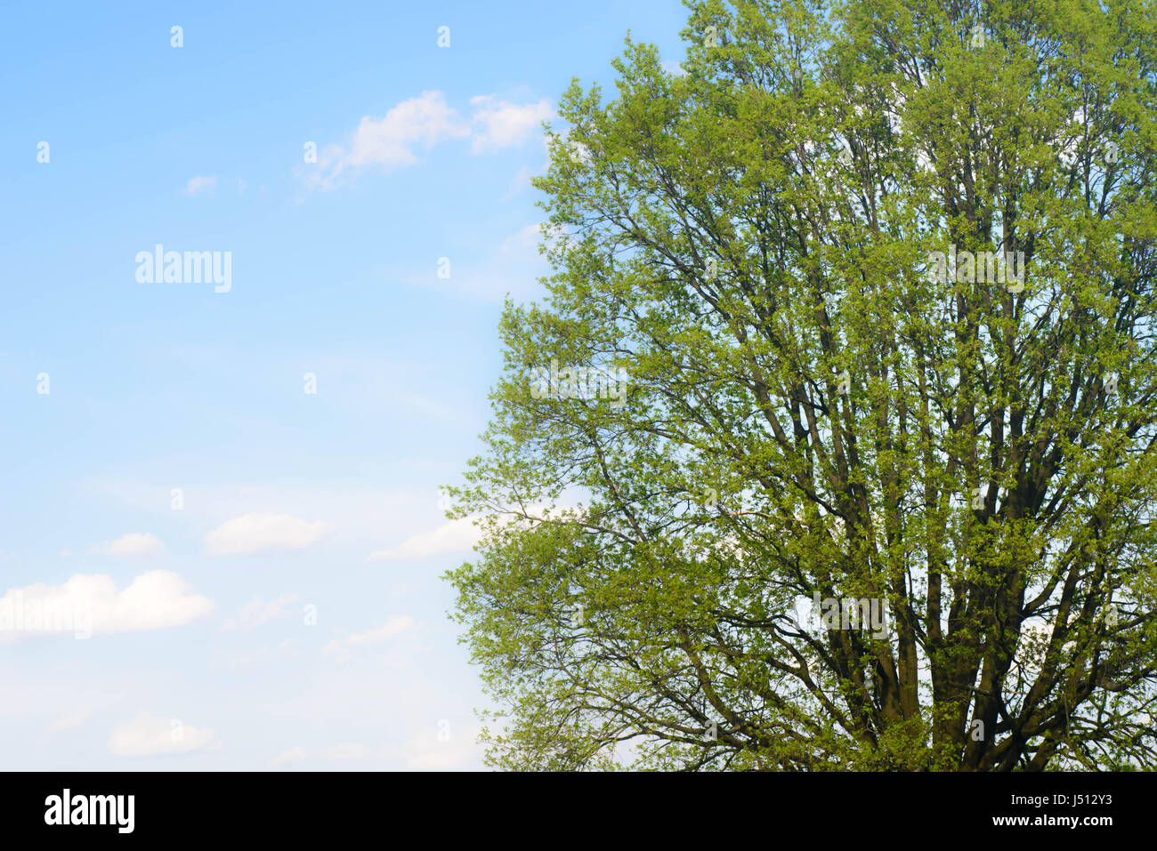 oak tree branchech against blue sky Stock Photo - Alamy