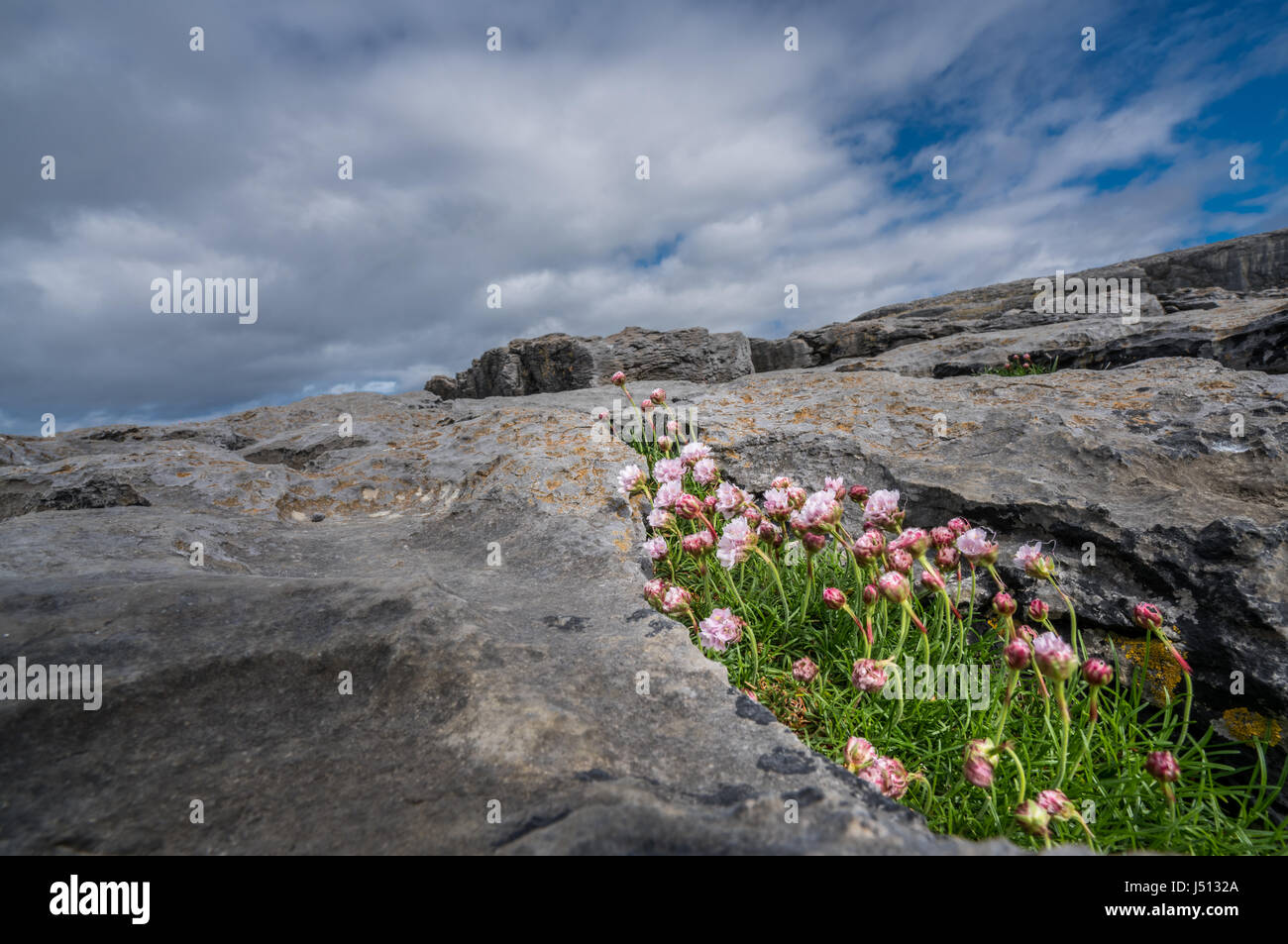 Small purple flowers growing on a hole between rocks on the cliffs in ...