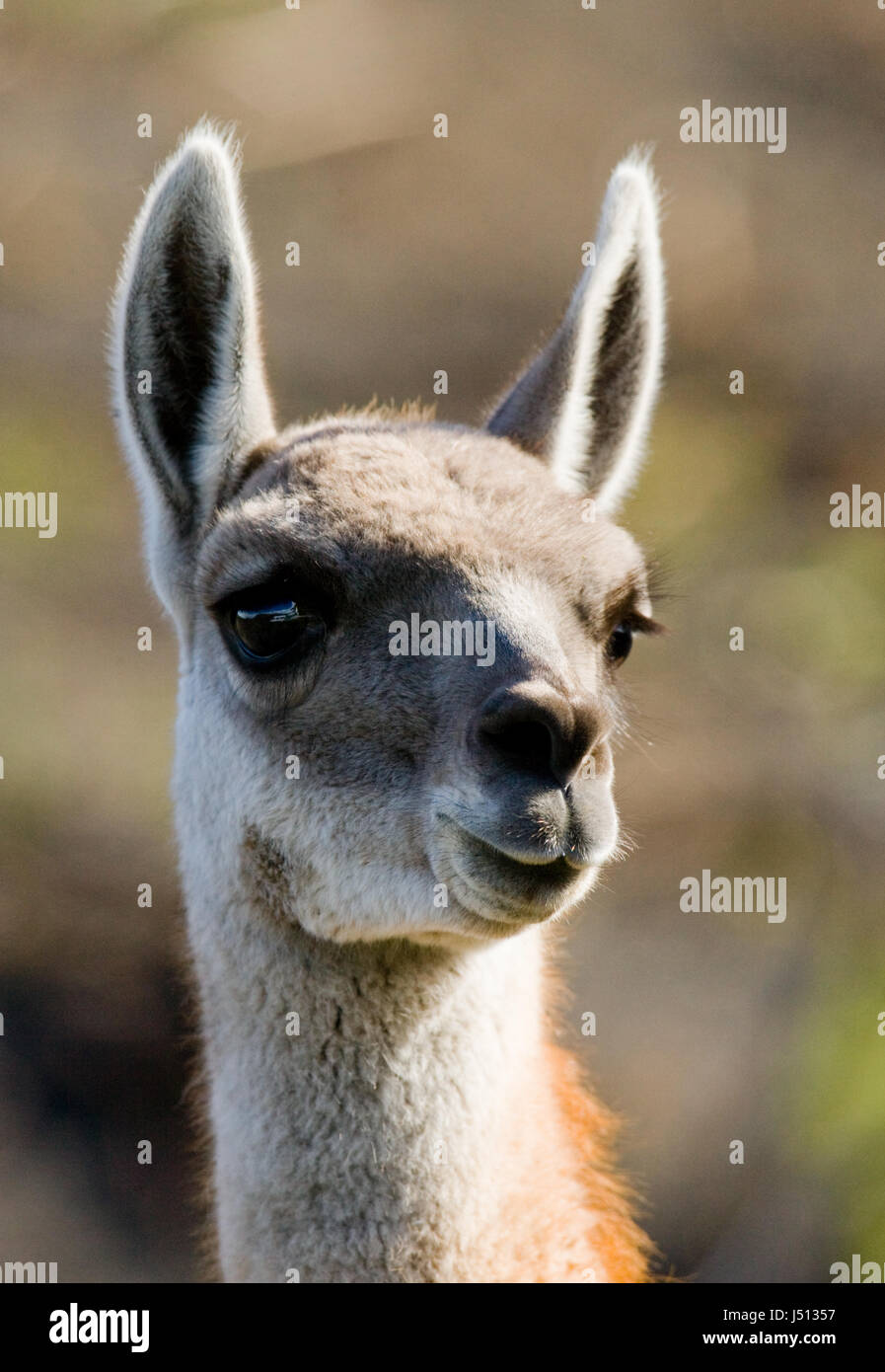 Portrait of guanaco. Torres del Paine. Chile Stock Photo - Alamy