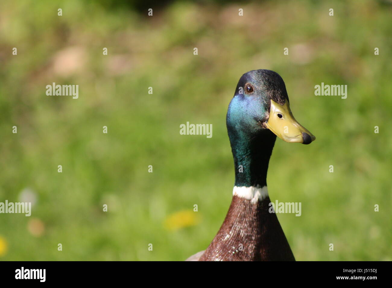 Long neck duck hi-res stock photography and images - Alamy