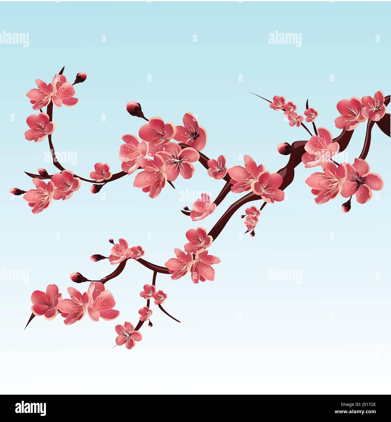 Branch of rose blossoming sakura . Japanese cherry tree. Vector ...