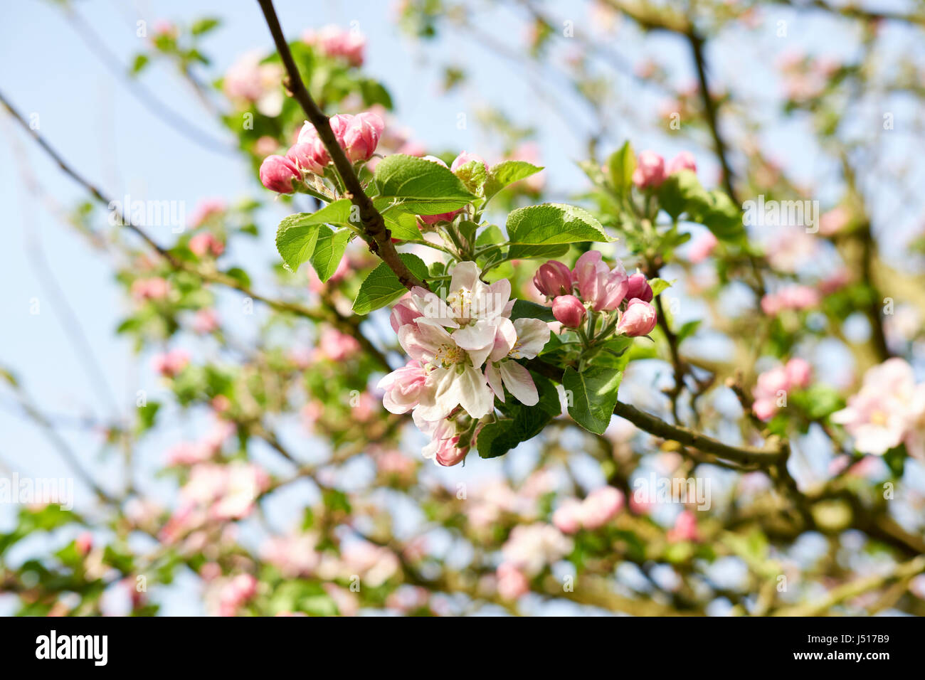 Springtime pink apple blossom on a Bramley apple tree Stock Photo - Alamy