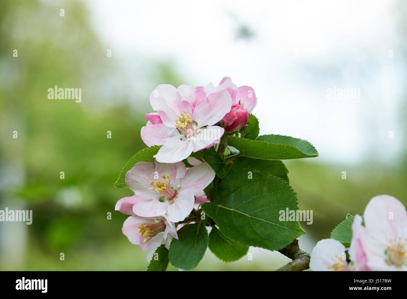 Bramley apple tree hi-res stock photography and images - Alamy