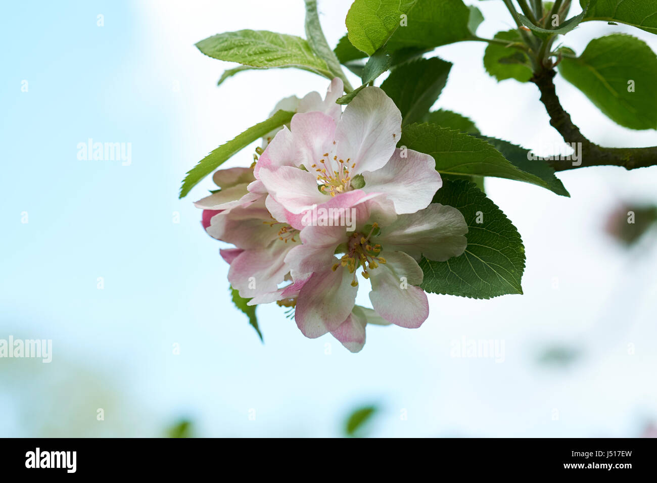 Springtime pink apple blossom on a Bramley apple tree Stock Photo - Alamy