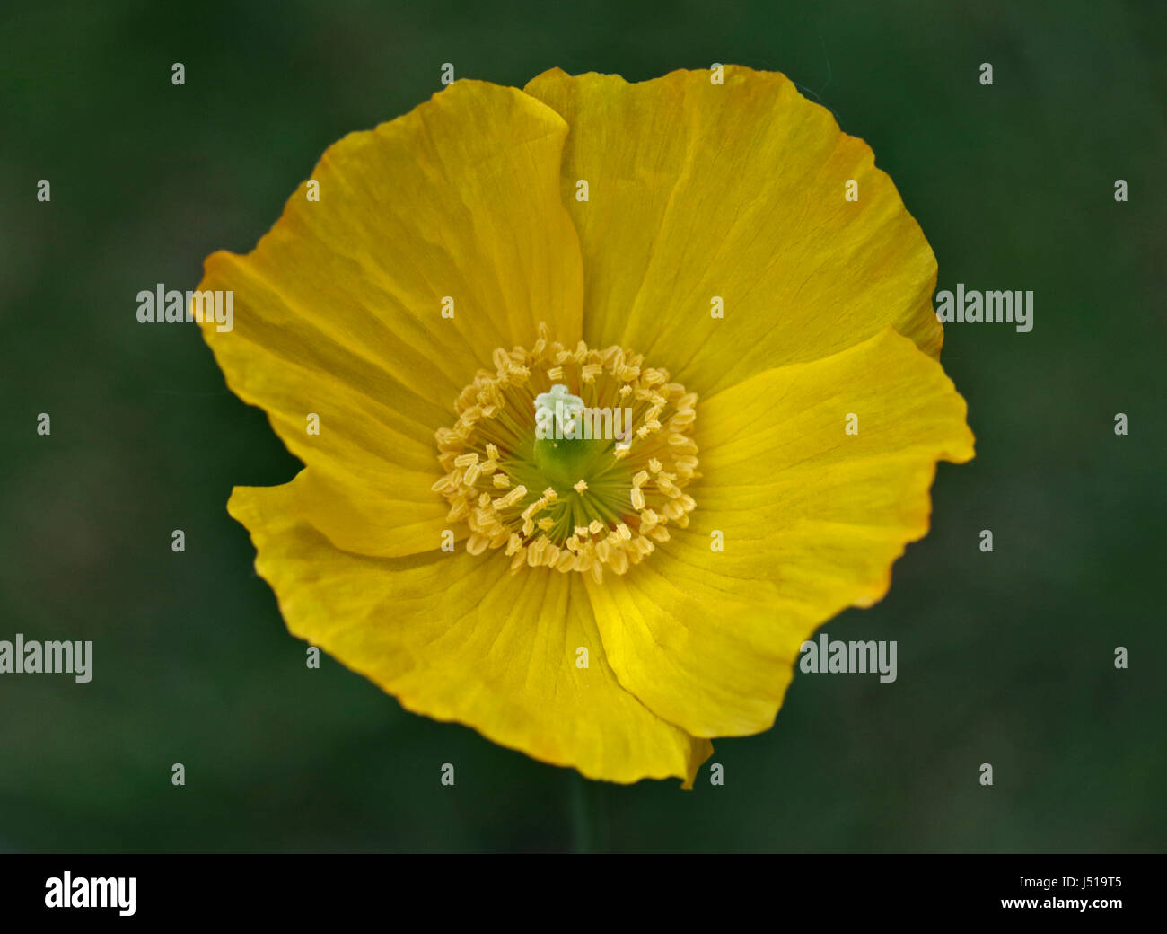 Icelandic poppy hi-res stock photography and images - Alamy