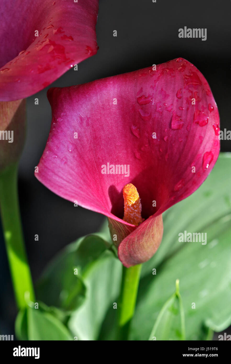 Pink Calla Lily Stock Photo - Alamy