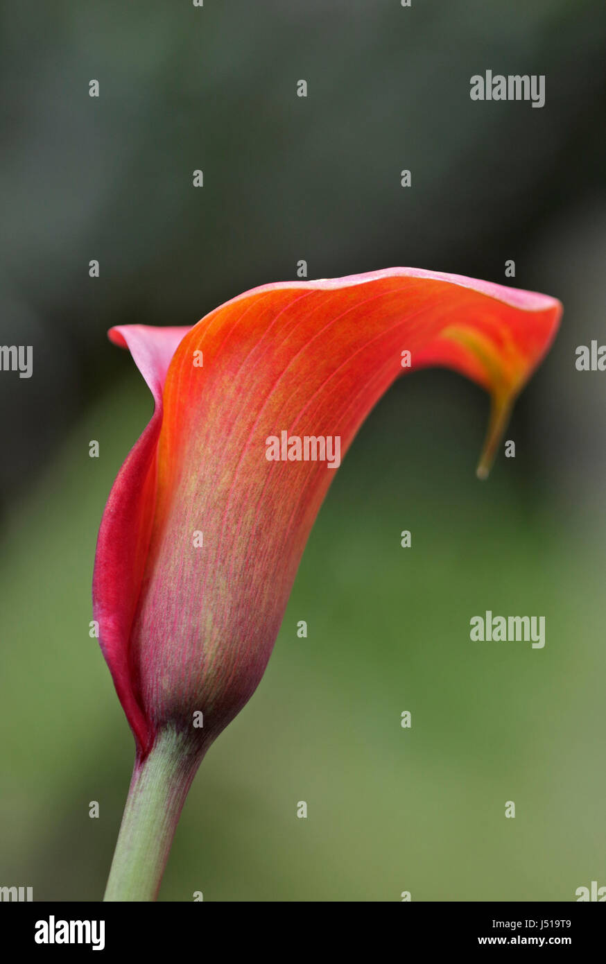 Red Calla Lily Stock Photo - Alamy
