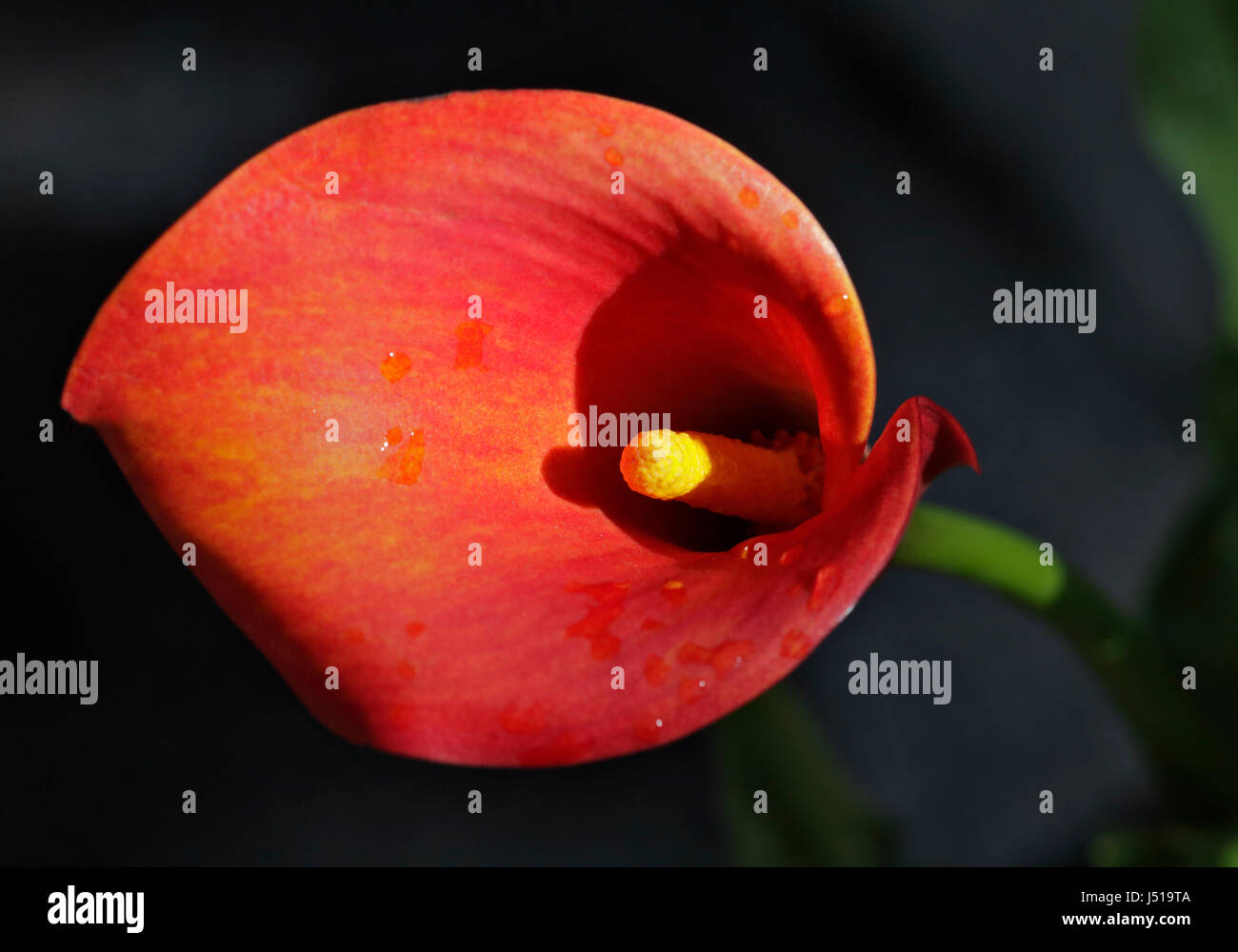 Red Calla Lily Stock Photo - Alamy