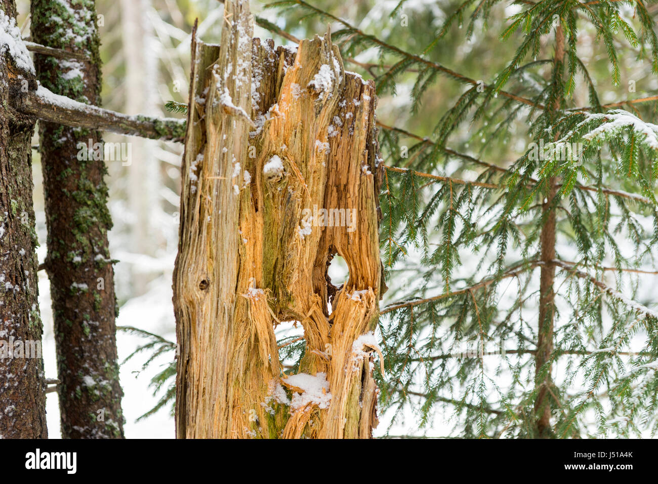 Chopped snow-covered tree trunk between trees in the forest during ...