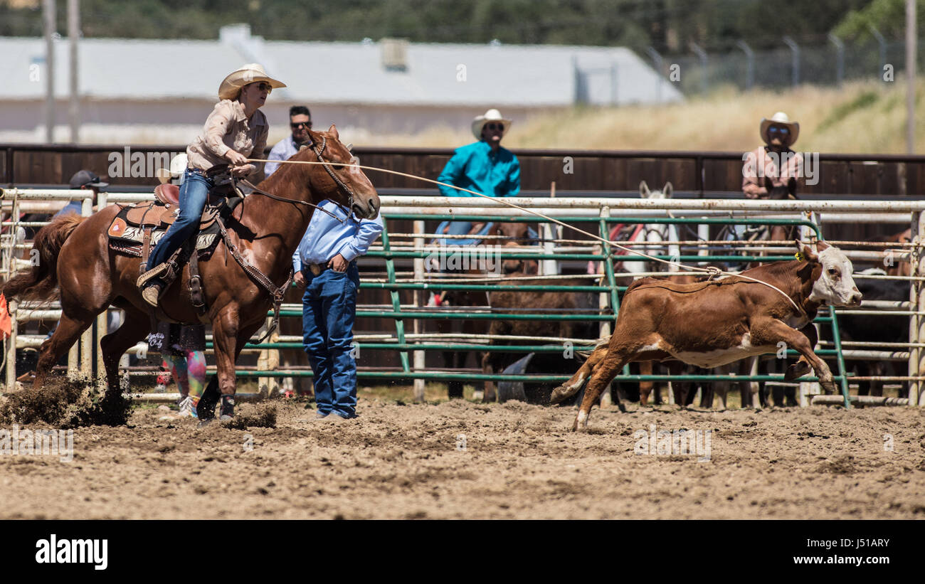 Calf Roping at the Cottonwood Rodeo in California Stock Photo - Alamy