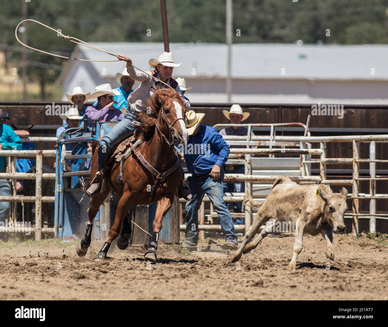 Girl roping calf hi-res stock photography and images - Alamy