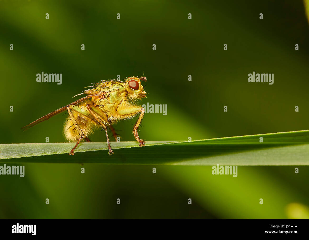 Dung Fly on Grass Stock Photo - Alamy