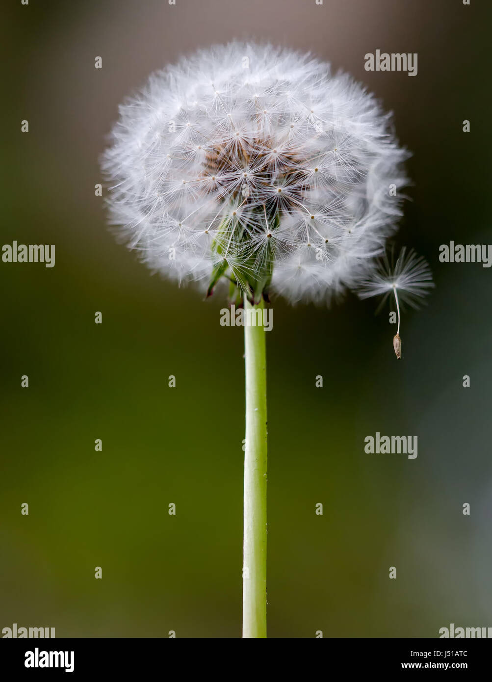 Single dandelion seed head hi-res stock photography and images - Alamy