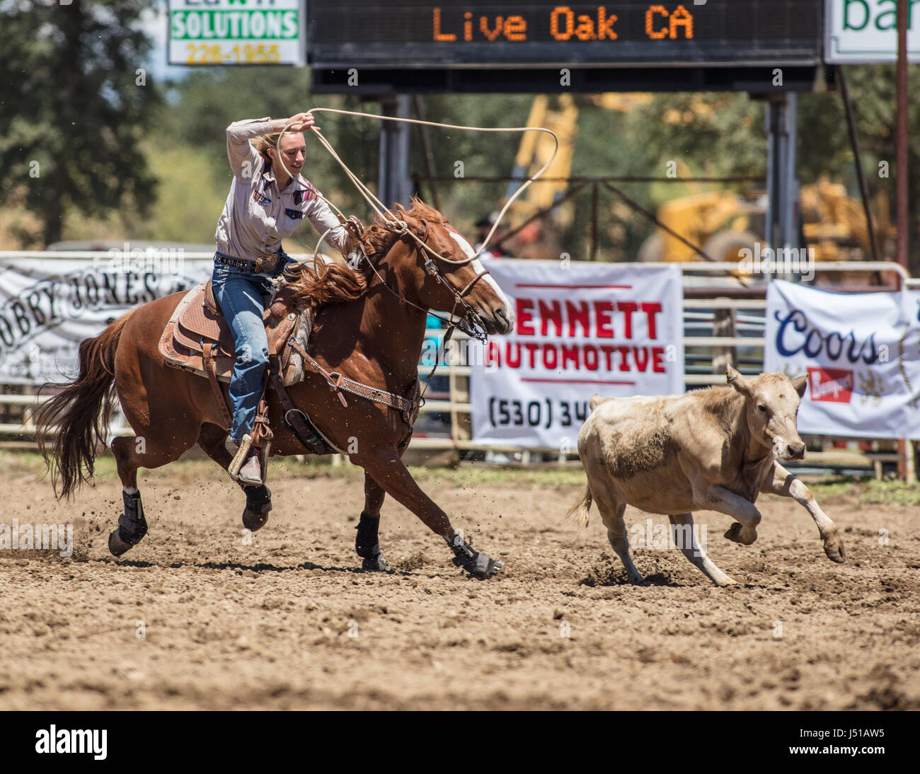 Girl roping calf hi-res stock photography and images - Alamy