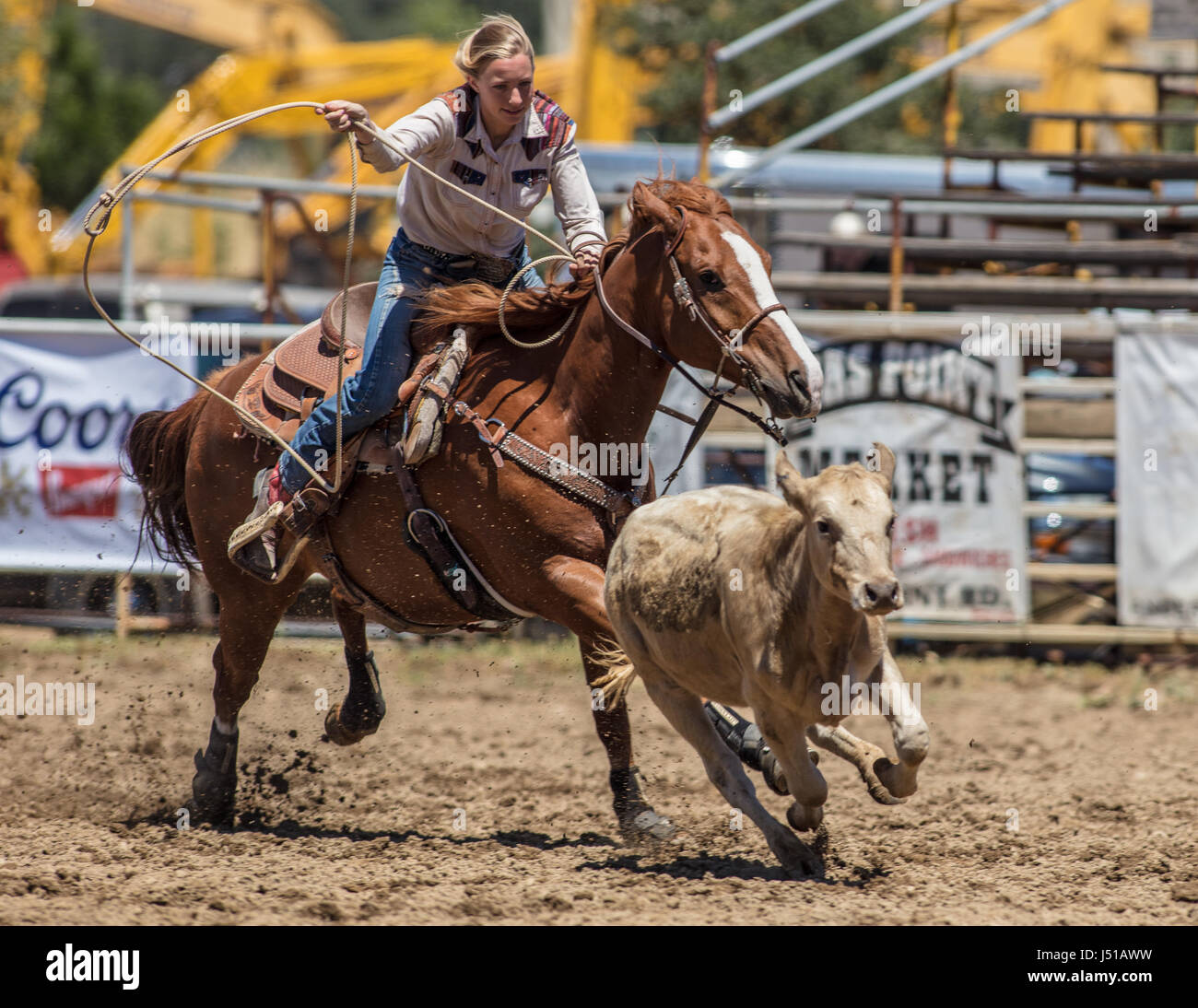 Calf Roping at the Cottonwood Rodeo in California Stock Photo - Alamy