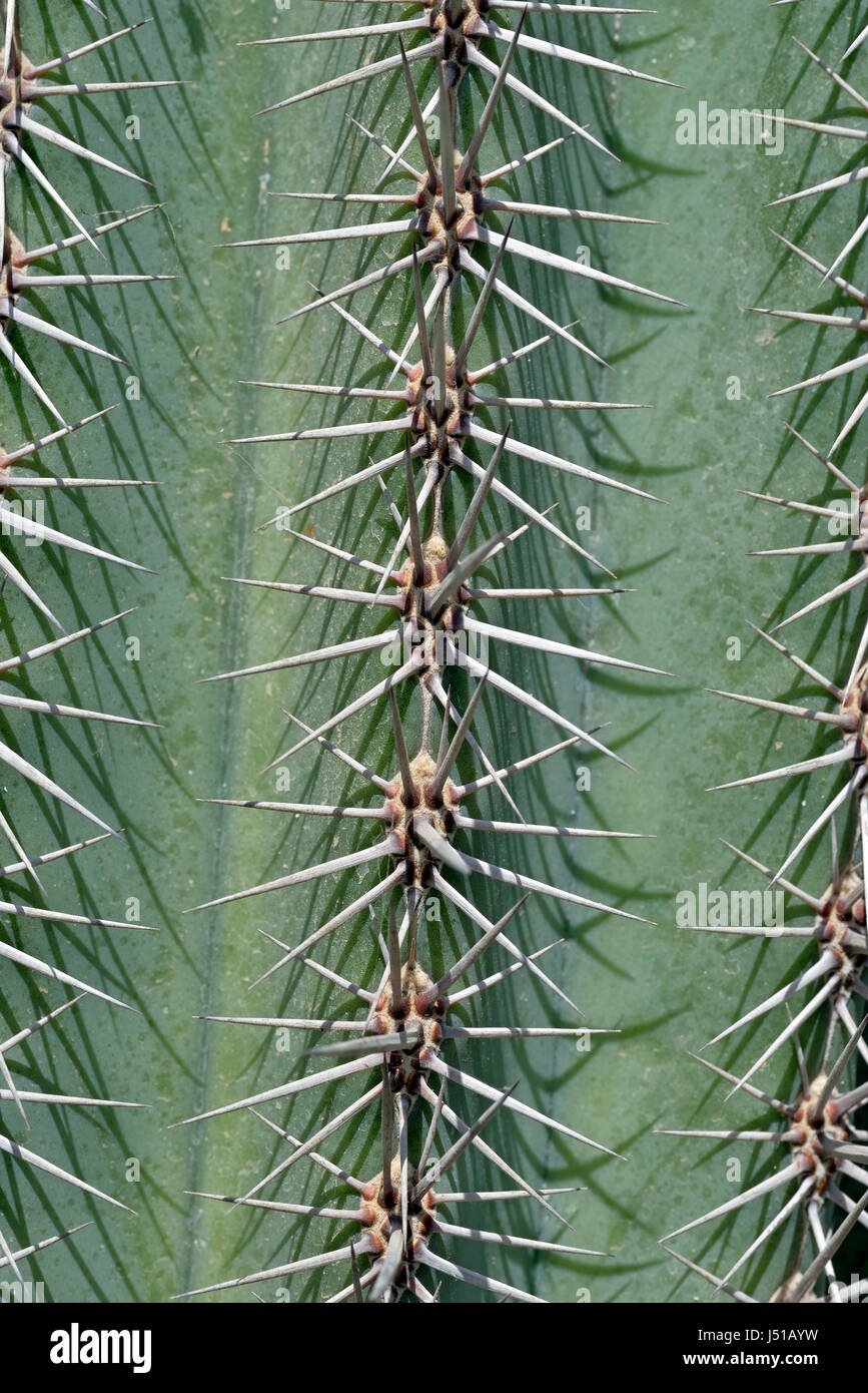 Close view of cactus plant Stock Photo - Alamy