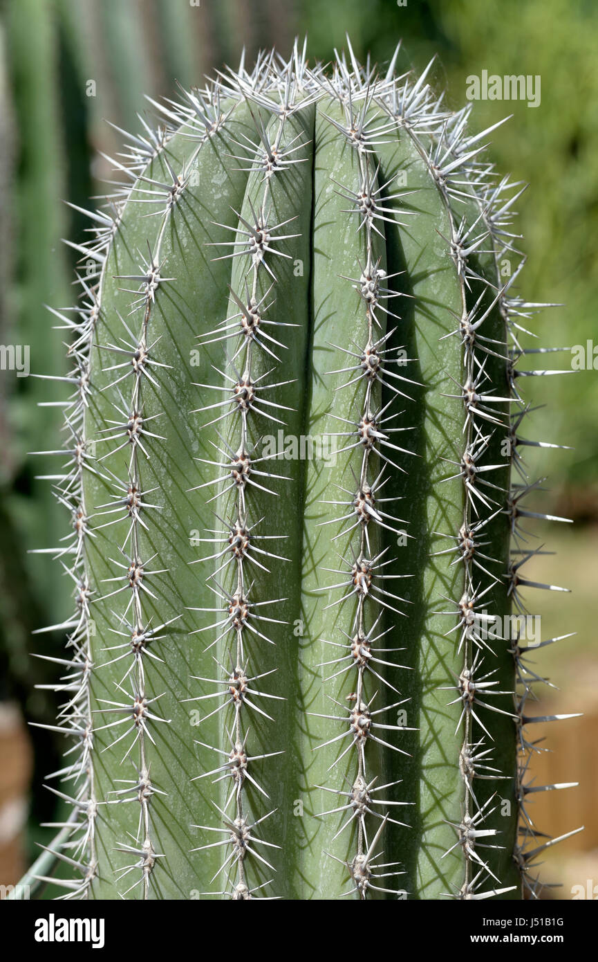 Close view of cactus plant Stock Photo - Alamy