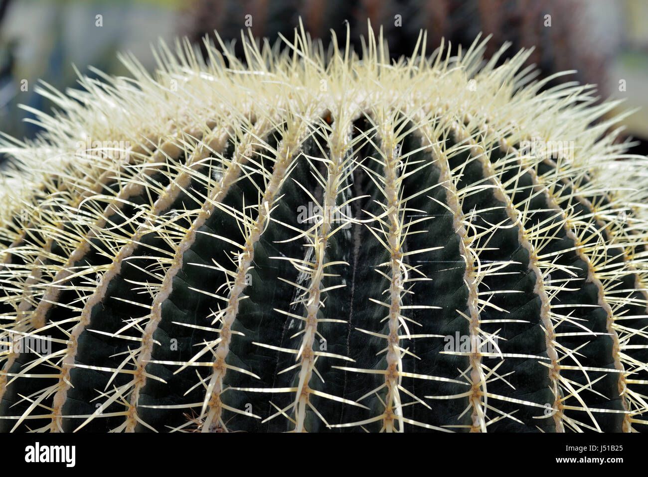 Cactus plant spikes hi-res stock photography and images - Alamy