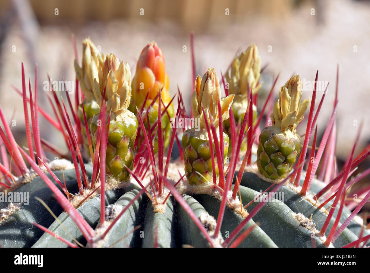Green cactus spikes macro hi-res stock photography and images - Alamy