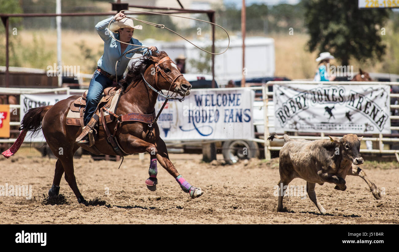 Calf Roping at the Cottonwood Rodeo in California Stock Photo - Alamy