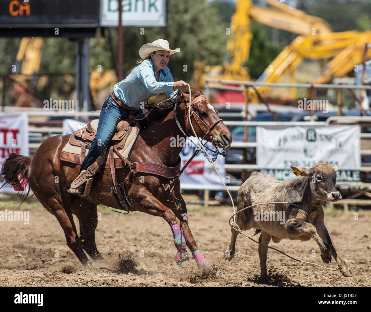 Girl roping calf hi-res stock photography and images - Alamy