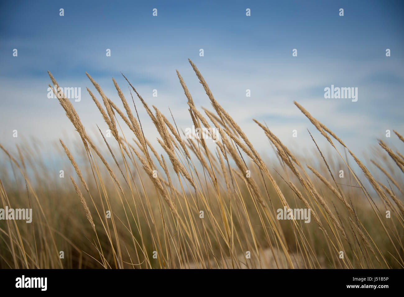 close up of sea grass in sand dunes Stock Photo - Alamy