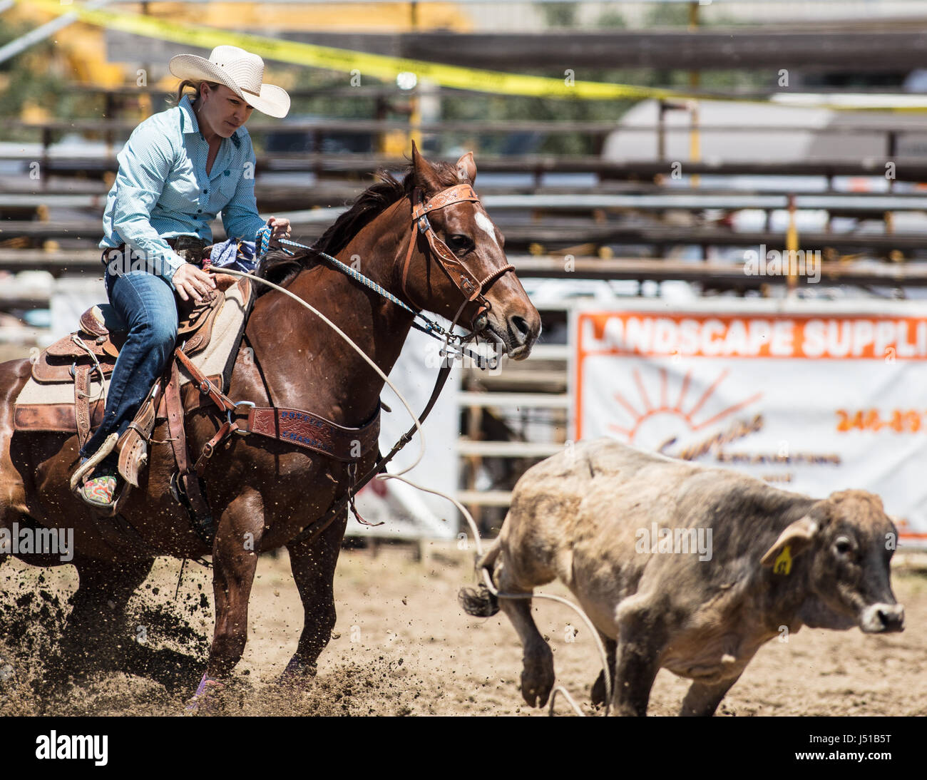 Girl roping calf hi-res stock photography and images - Alamy