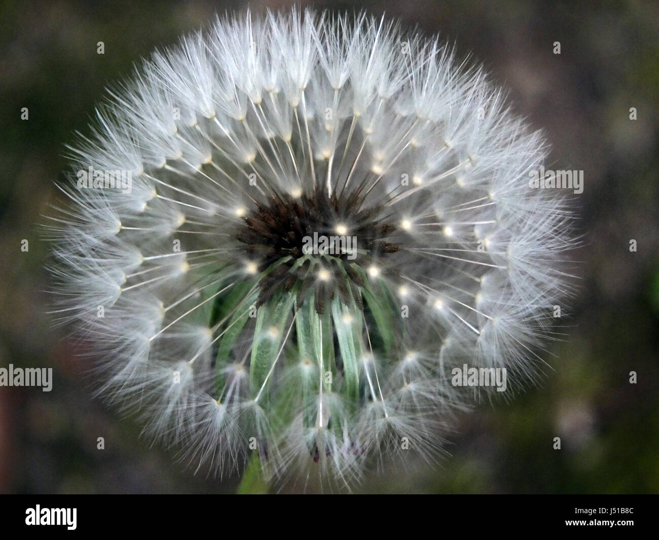 dandelion clock in close up with dark background Stock Photo - Alamy