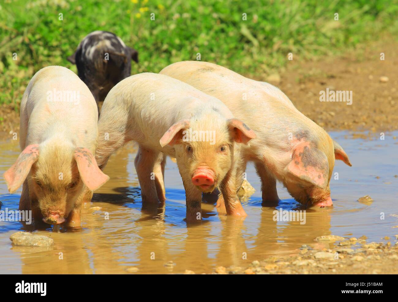 Piglets drinking water from puddle Stock Photo - Alamy