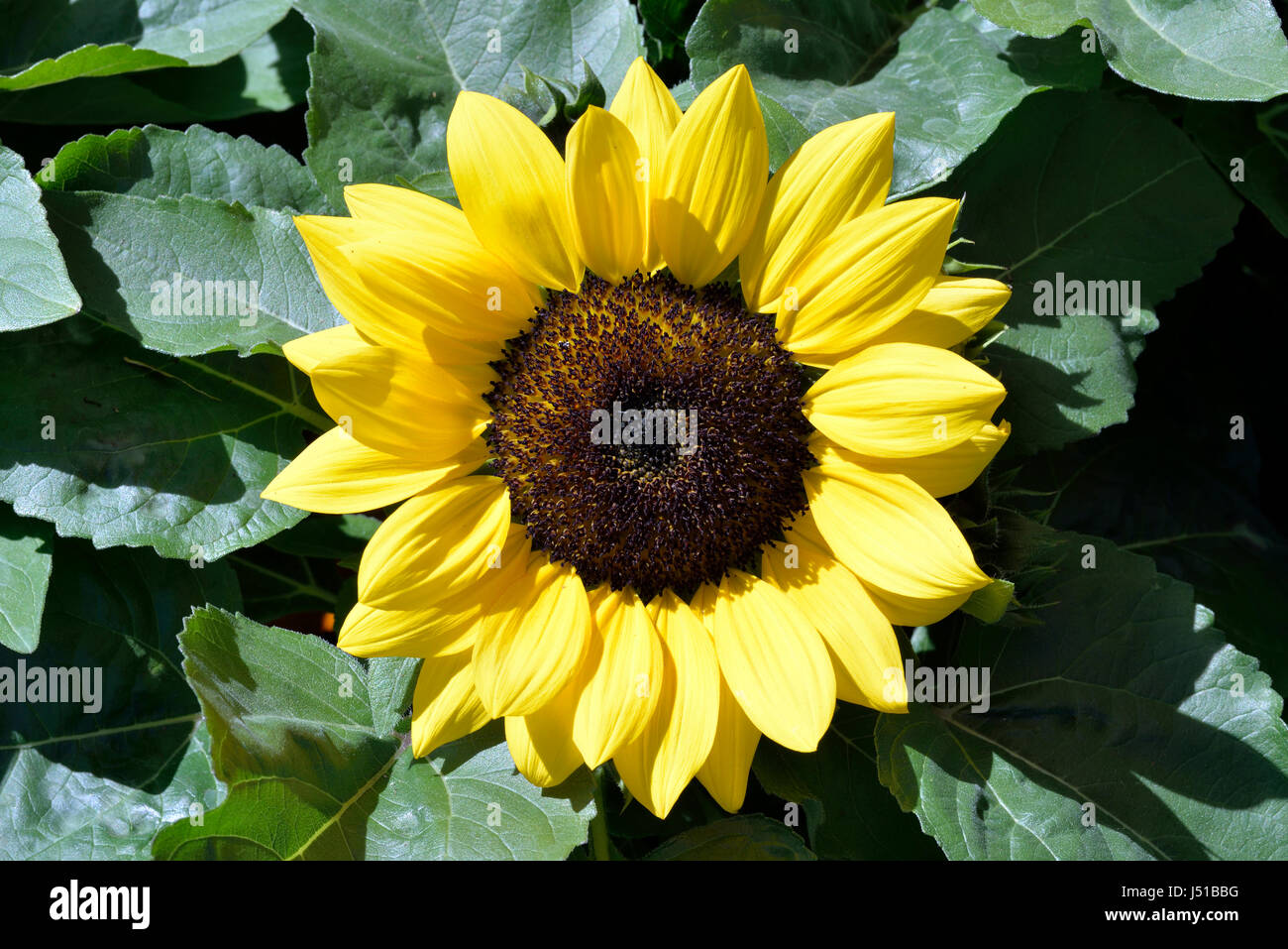 Sunflower in botanical garden Stock Photo - Alamy