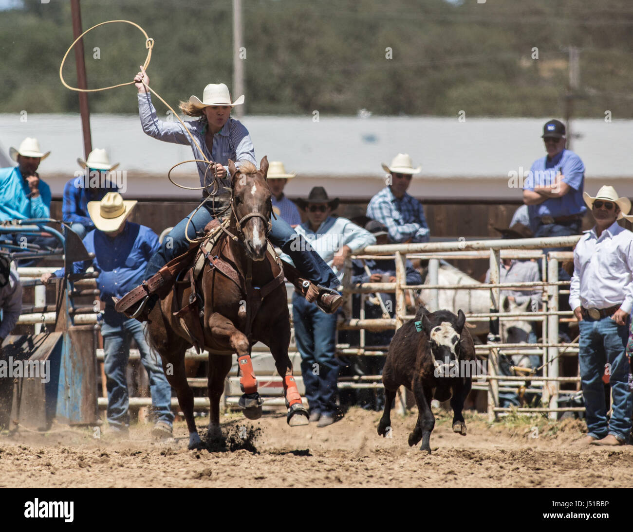 Calf Roping at the Cottonwood Rodeo in California Stock Photo - Alamy
