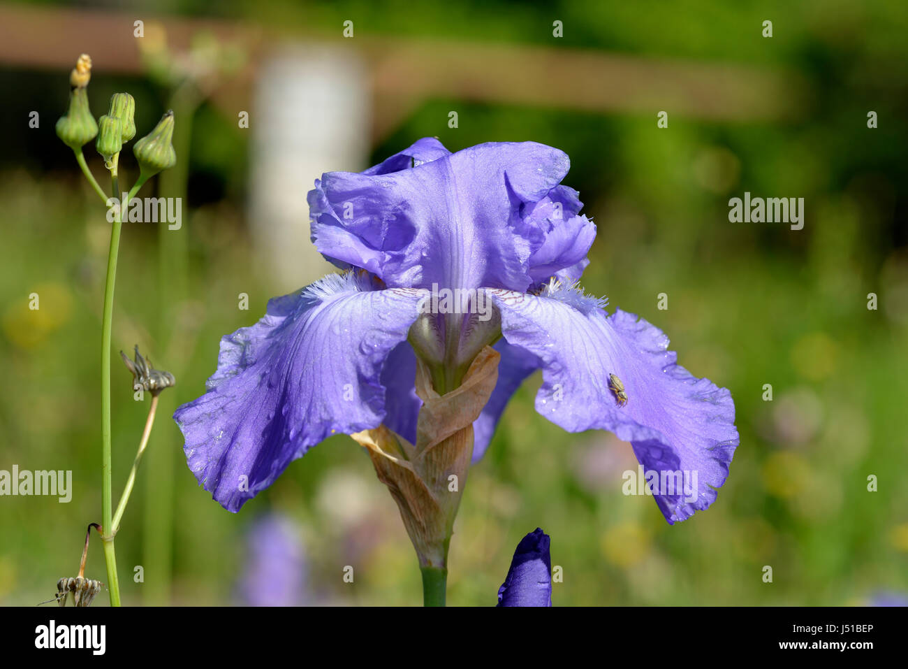 Iris flower in botanical garden Stock Photo - Alamy